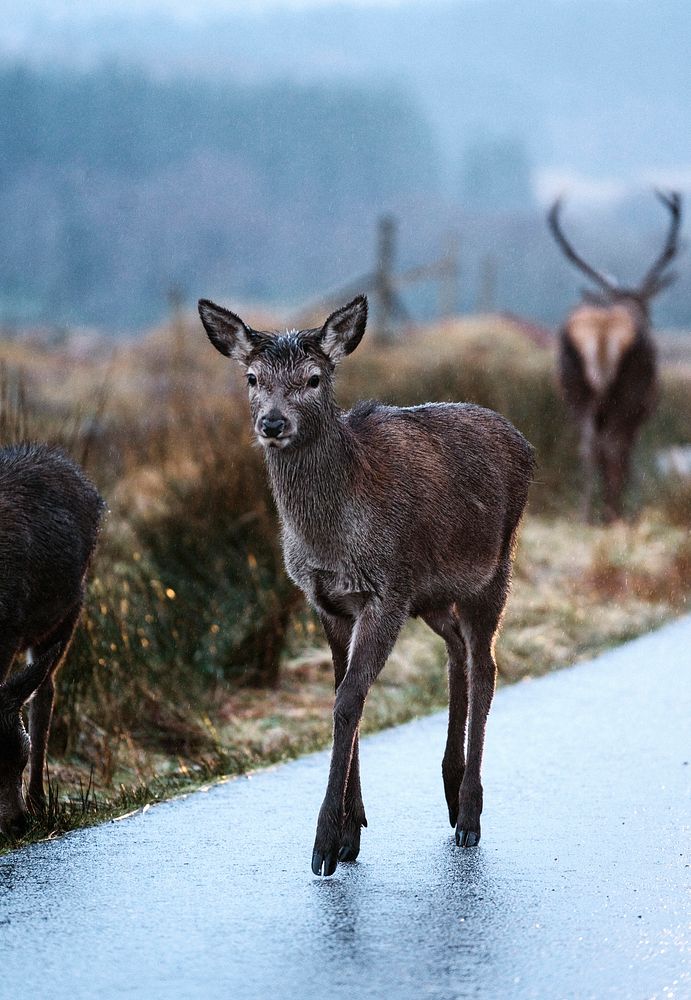Deers on the road at Glen | Free Photo - rawpixel