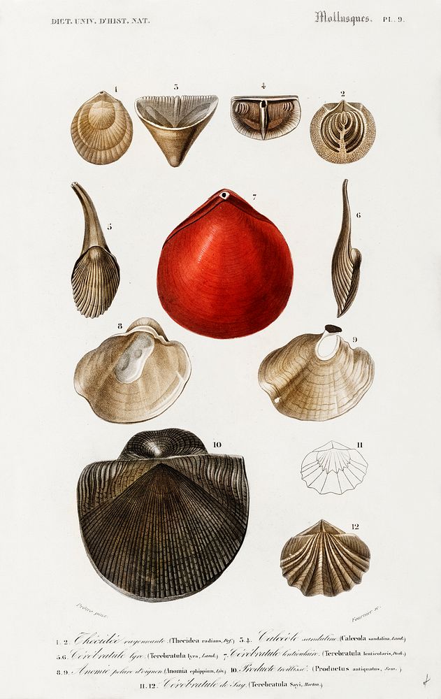 Different types of mollusks illustrated | Free Photo Illustration ...