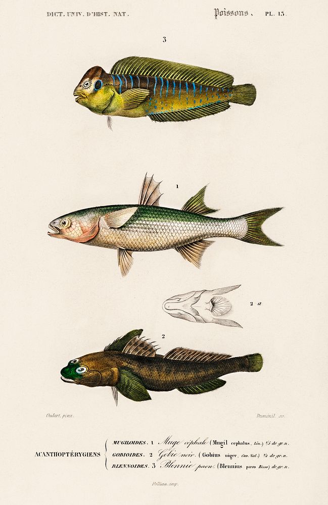 Different types of fishes illustrated | Free Photo Illustration - rawpixel