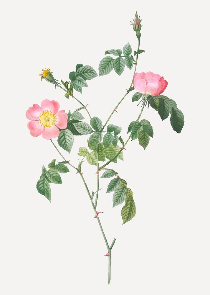 Vintage Austrian briar rose vector | Premium Vector Illustration - rawpixel