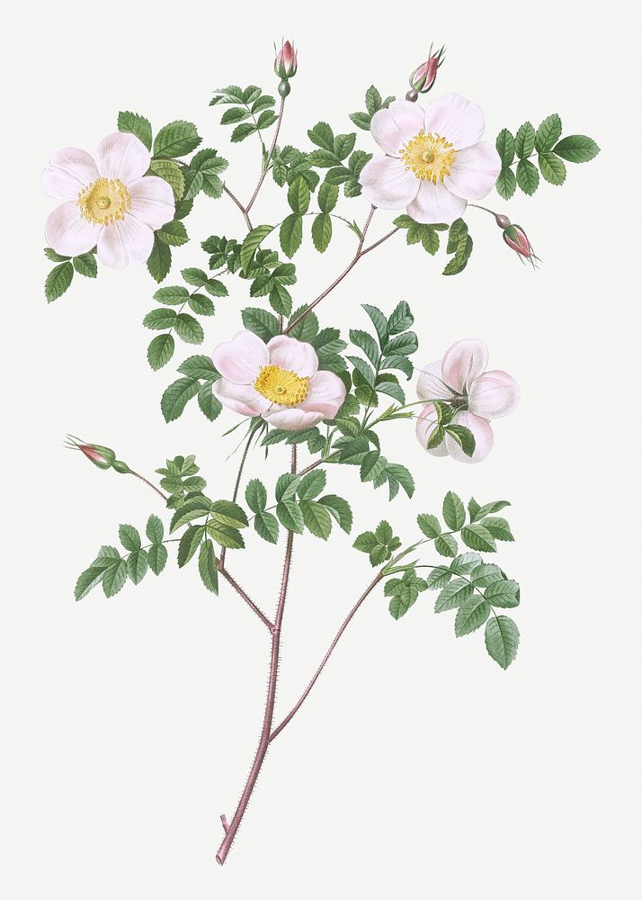 Vintage Candolle's white rose illustration | Premium PSD Illustration ...