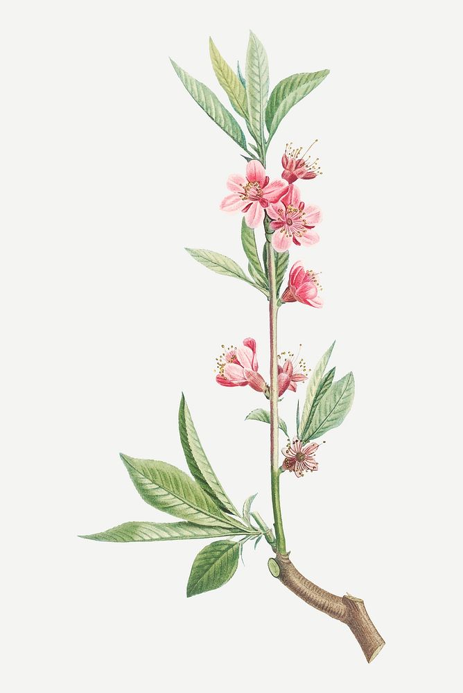 Vintage pink flower branch vector | Premium Vector Illustration - rawpixel