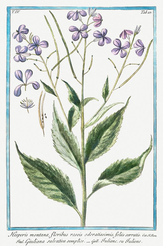 Sweet Rocket illustration | Premium PSD - rawpixel