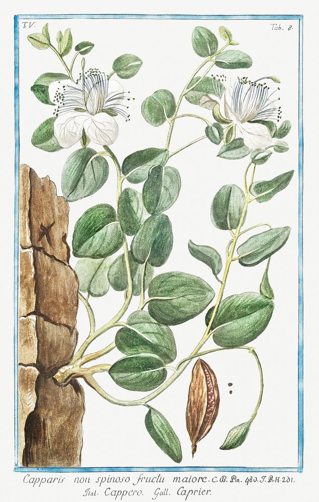 Capparis non Spinoso fructu Maiore, | Free Photo Illustration - rawpixel