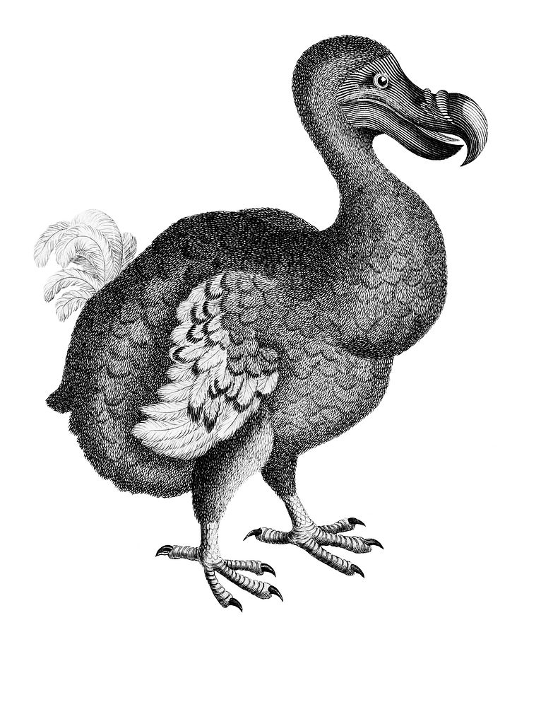 Vintage illustrations of Dodo | Premium PSD Illustration - rawpixel