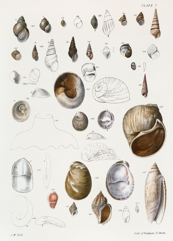 Different types of seashells illustration | Free Photo Illustration ...