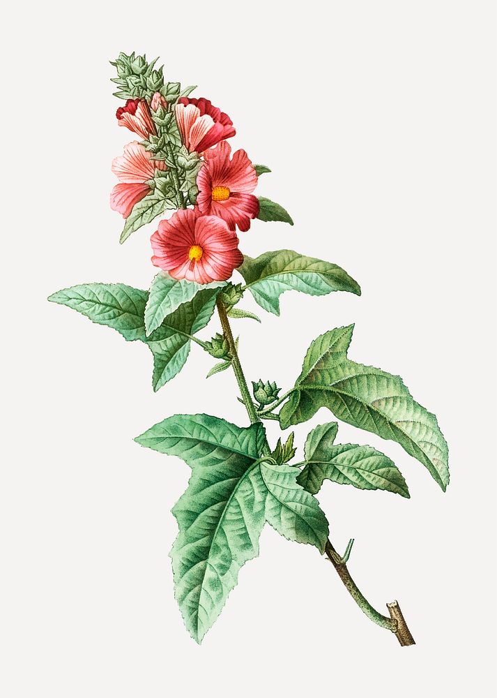 Vintage blooming tree mallow vector | Premium Vector Illustration ...