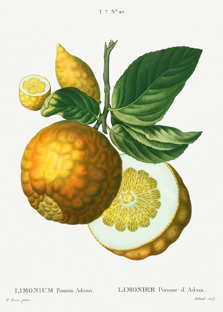 Adam's apple, Limonium pomum Adami | Free Photo Illustration - rawpixel