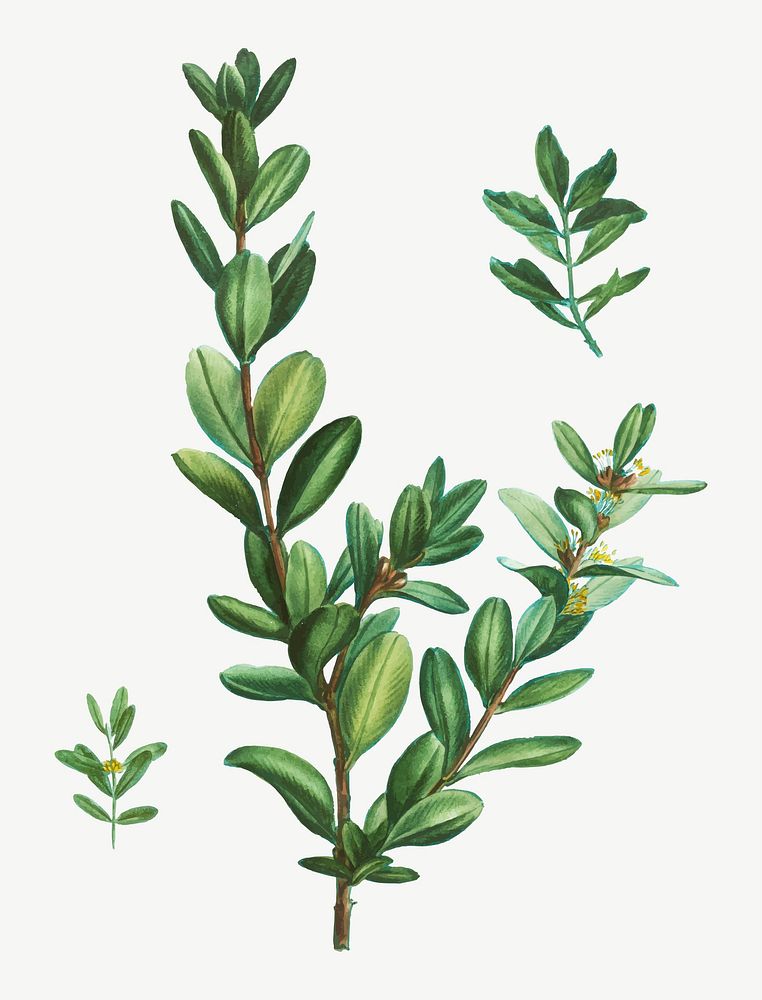 Vintage buxus sempervirens tree vector | Premium Vector Illustration ...