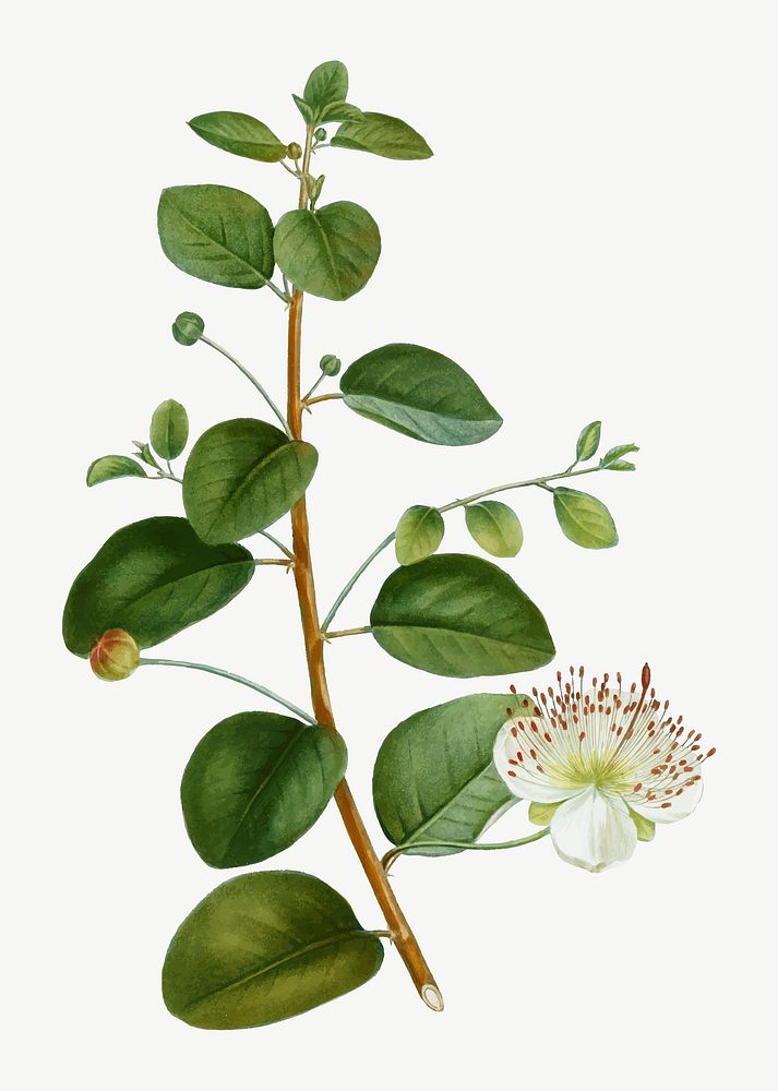 Vintage blooming caper plant vector | Premium Vector Illustration ...