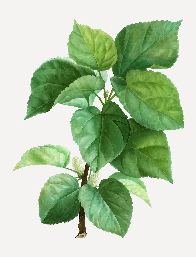 Vintage white mulberry plant vector | Premium Vector Illustration ...