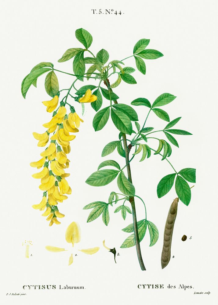 Common laburnum (Cytisus laburnum) from Traité | Free Photo ...