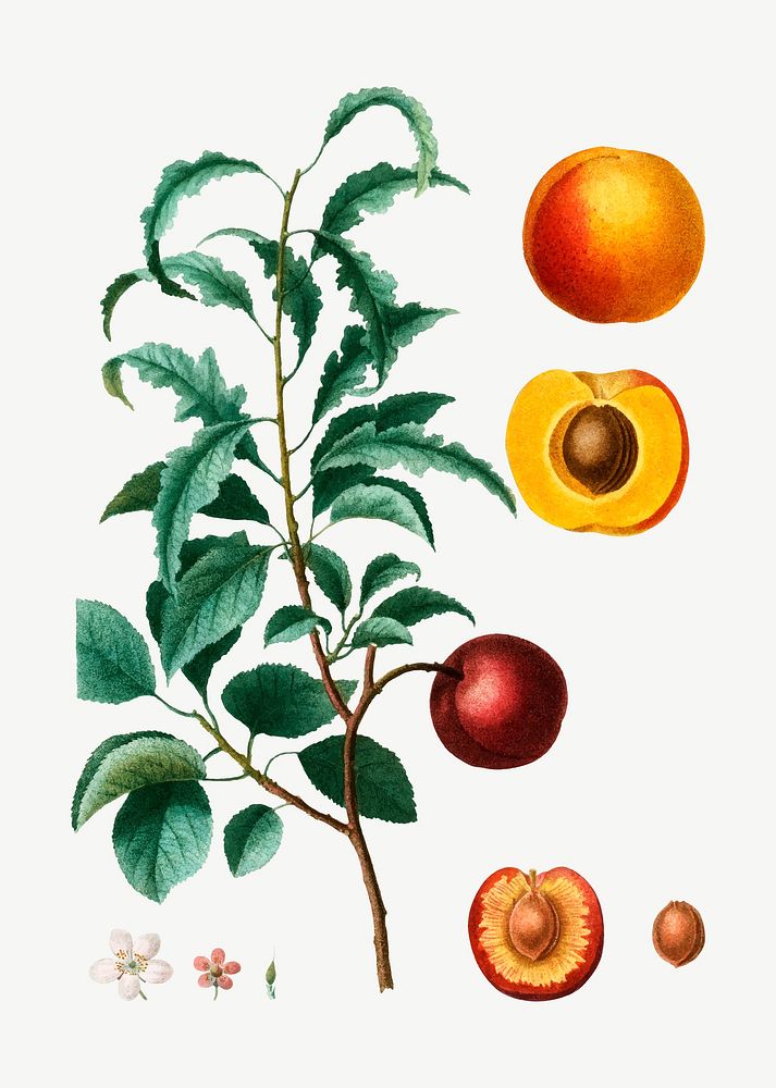 Vintage apricot tree sliced apricot | Premium Vector Illustration ...