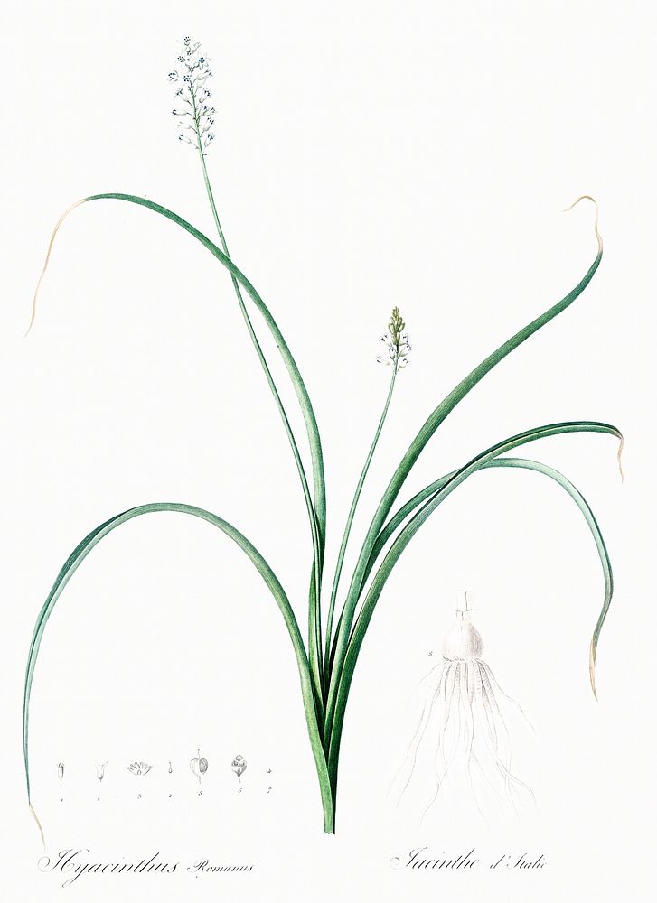 Roman hyacinth illustration Les liliacées | Free Photo Illustration ...