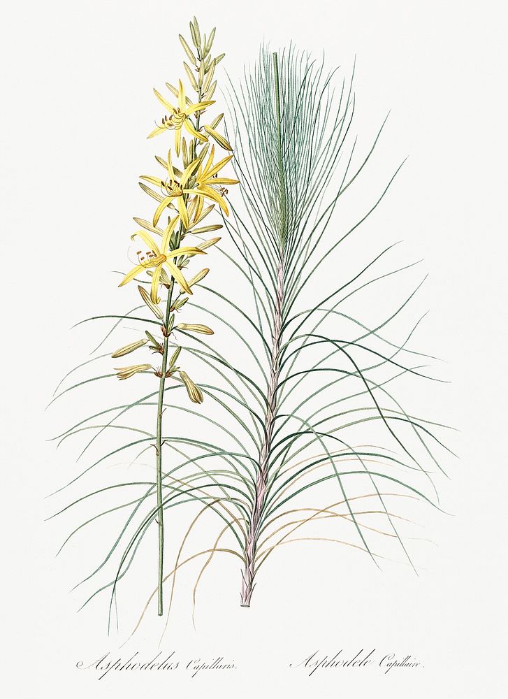 Jacob's rod illustration Les liliacées | Free Photo Illustration - rawpixel