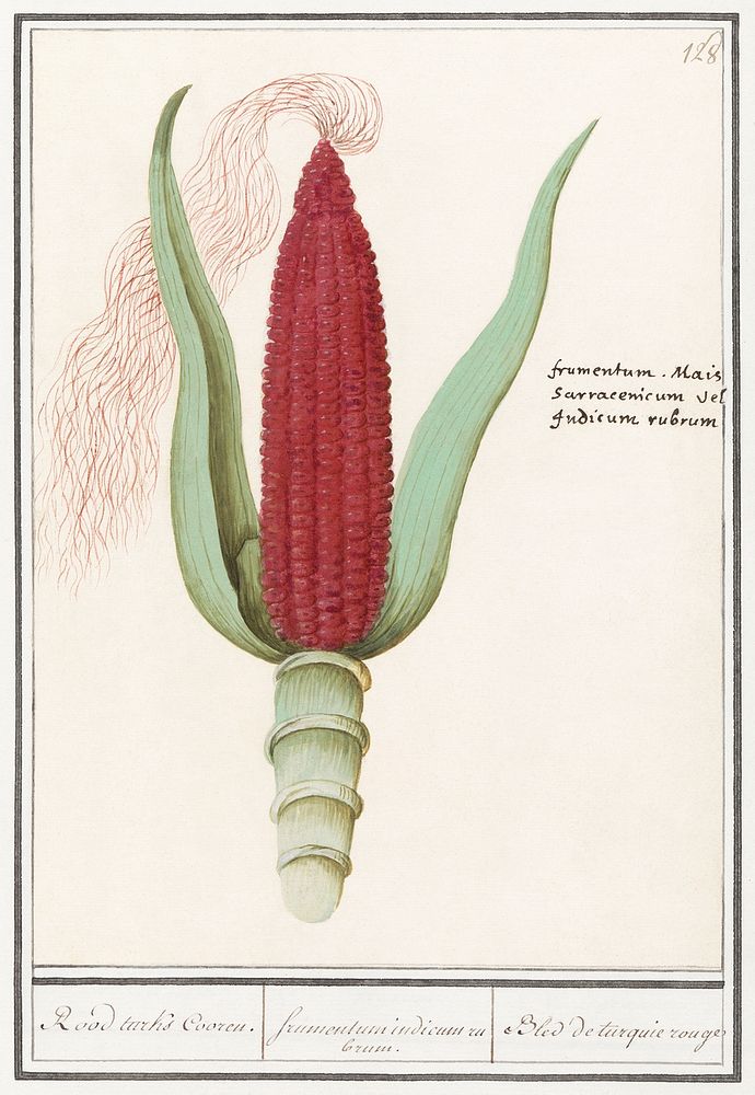 Ornamental corn, Zea mays (1596–1610) | Free Photo Illustration - rawpixel