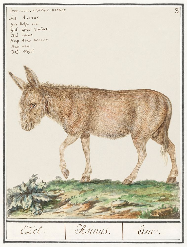 Donkey, Equus africanus asinus (1596–1610) | Free Photo Illustration ...