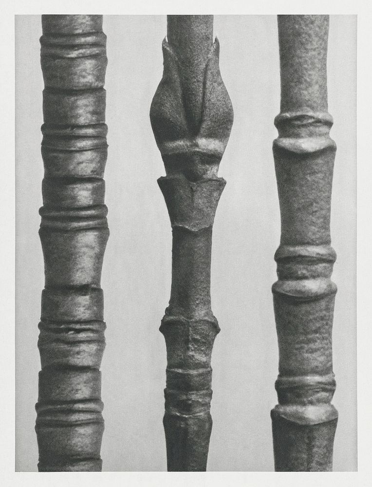 Small parts branch Dogwood: Cornus | Free Photo - rawpixel