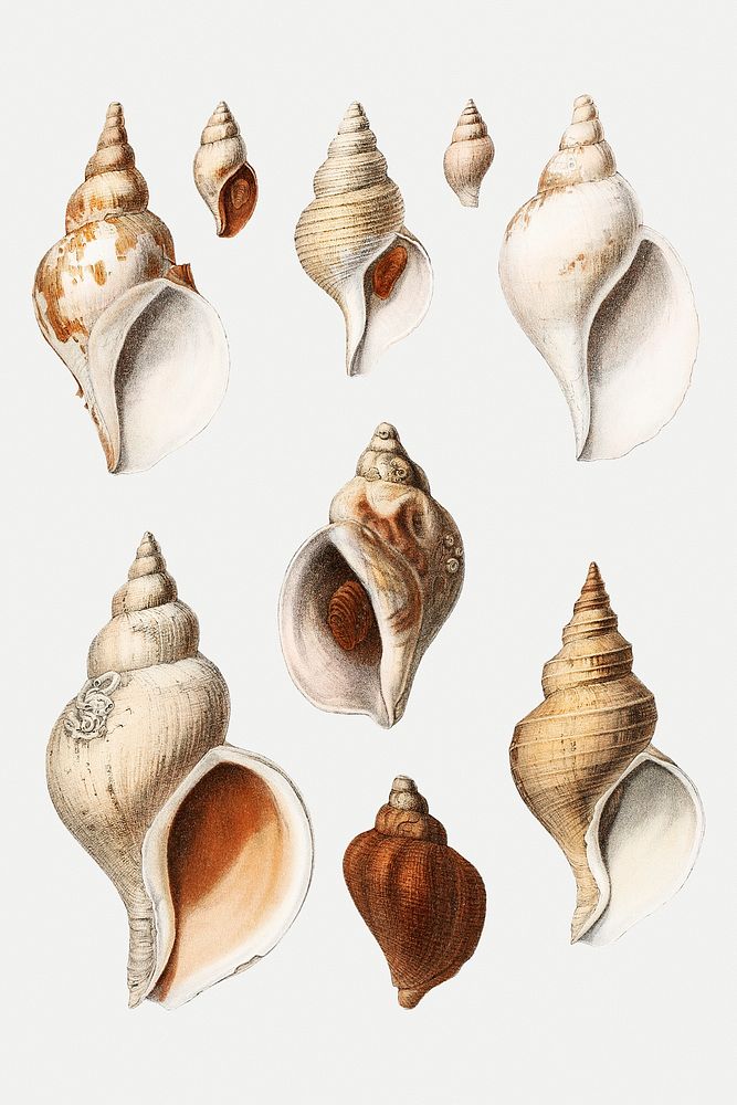 Conch shell varieties set illustration | Premium PSD - rawpixel
