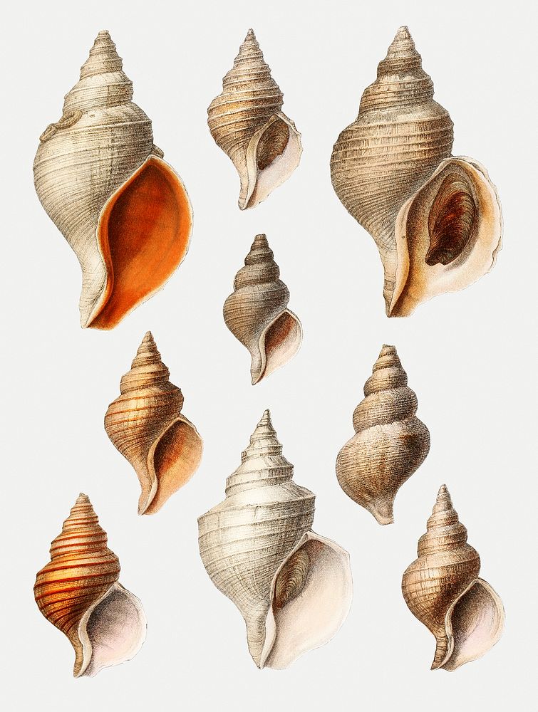 Conch shell varieties set illustration | Premium PSD - rawpixel