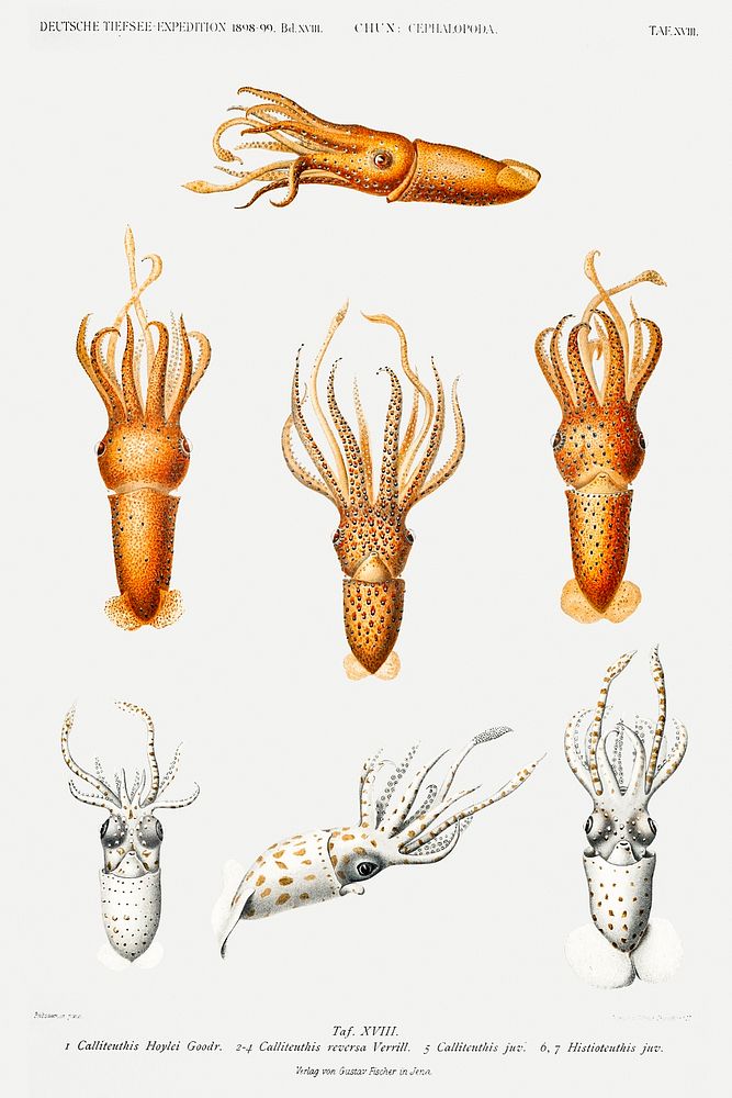 Squid varieties set illustration Deutschen | Free Photo Illustration ...