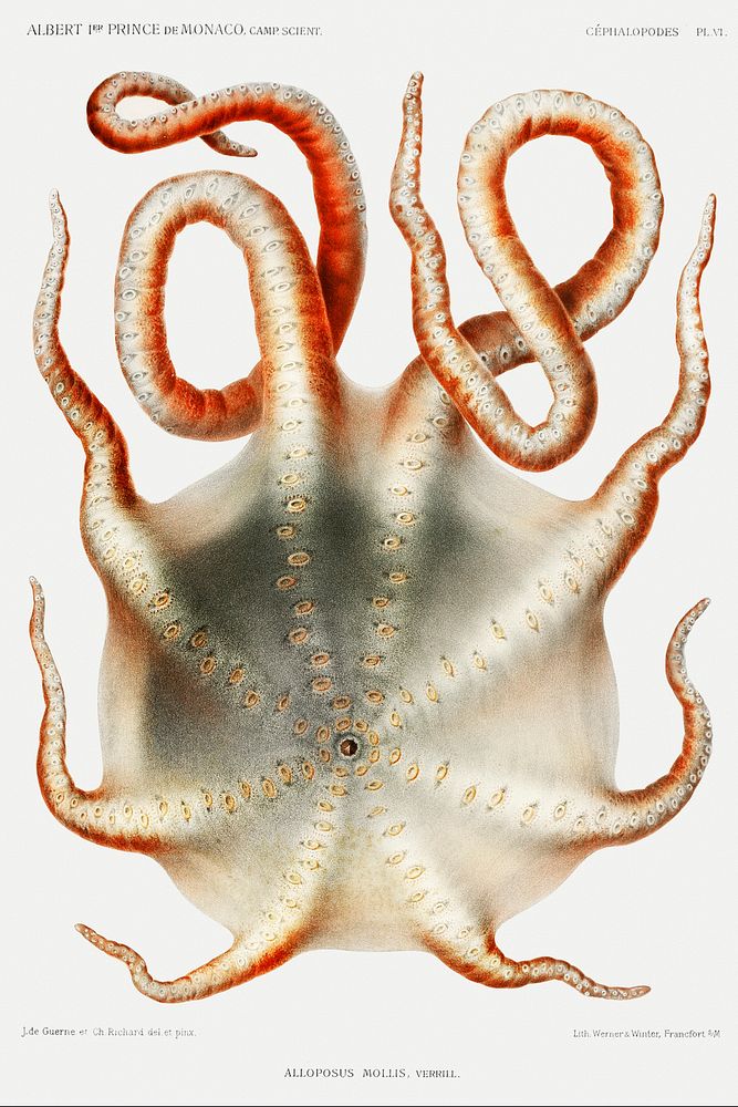 Alloposus mollis, seven arm octopus | Free Photo Illustration - rawpixel