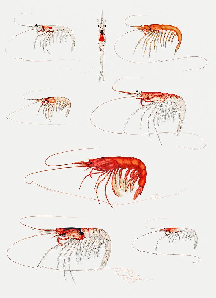 Shrimp varieties set illustration | Premium PSD Illustration - rawpixel Shrimp varieties set illustration | Premium PSD Illustration - rawpixel