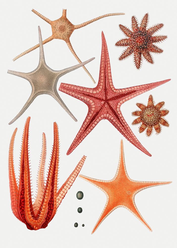 Starfish varieties set illustration | Premium PSD - rawpixel