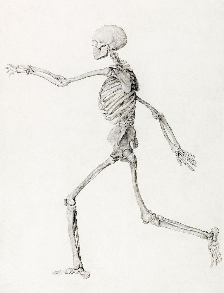 Human Skeleton, Lateral View Seen | Free Photo Illustration - rawpixel