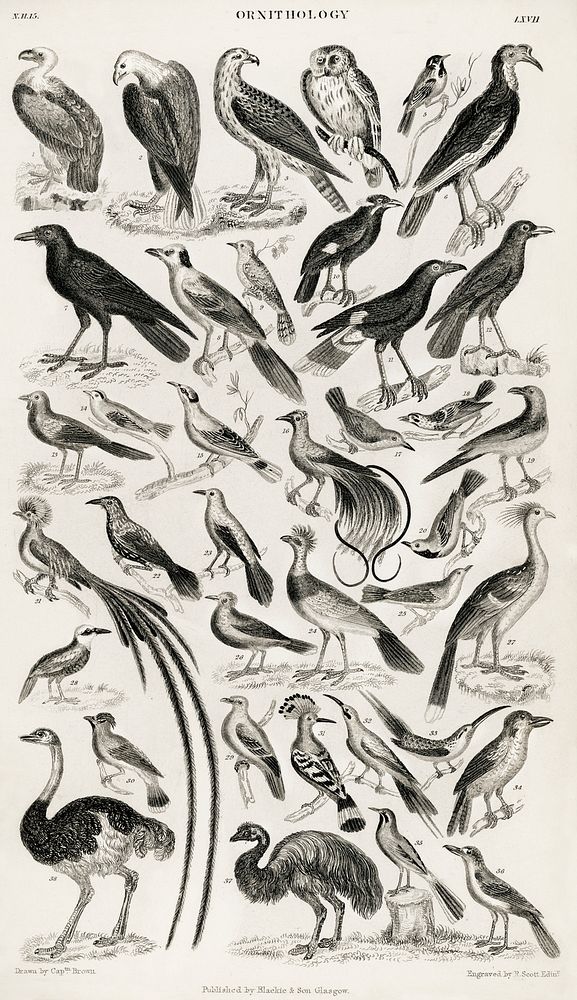 Ornithology. Digitally enhanced our own | Free Photo Illustration ...