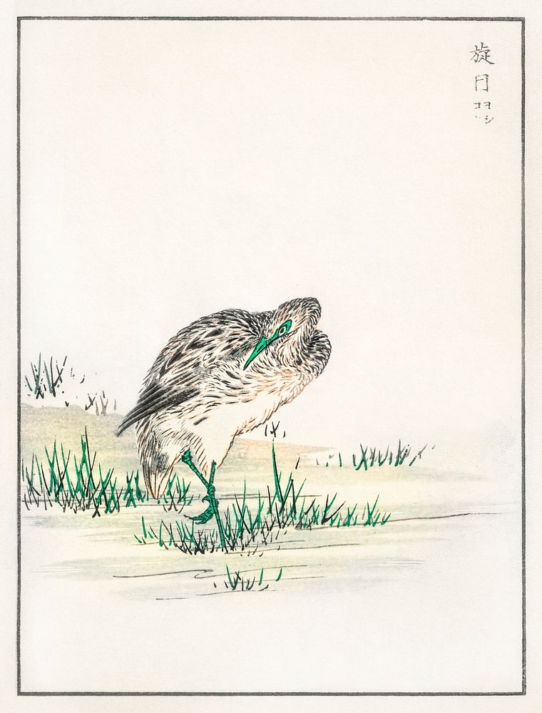 Chinese Little Bittern illustration. Digitally | Free Photo ...