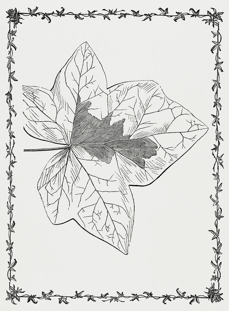 Vintage illustration of Pallida | Premium PSD - rawpixel