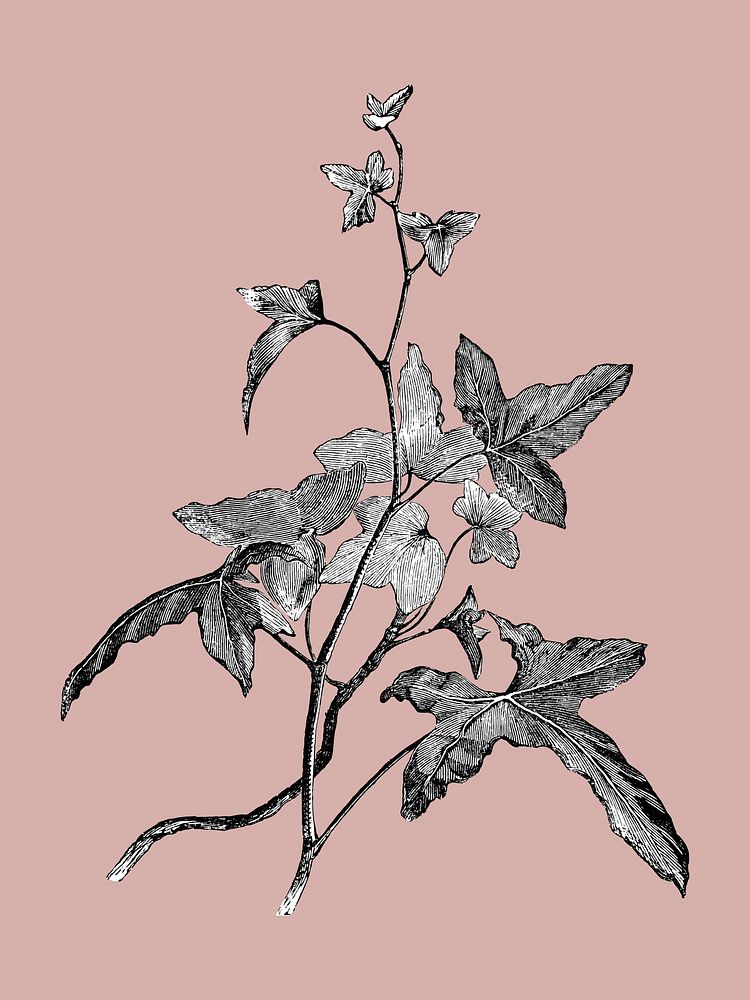 Vintage plants and leaves illustration | Premium Vector Illustration ...