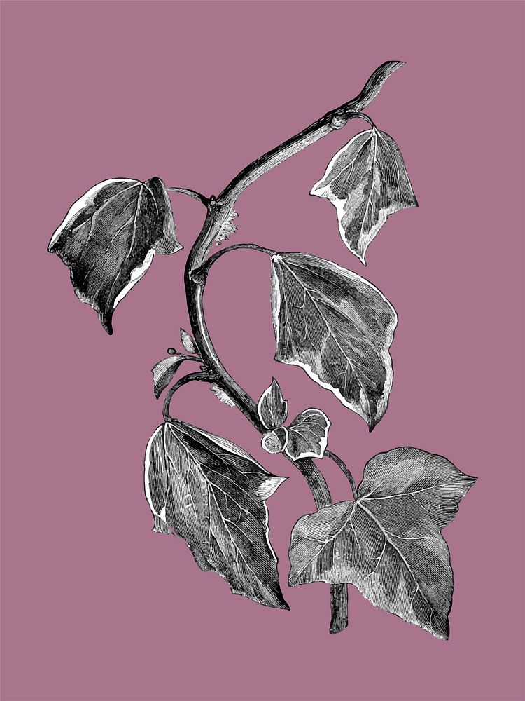 Vintage plants and leaves illustration | Premium Vector Illustration ...
