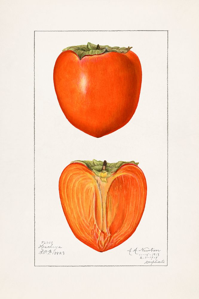 Vintage persimmons illustration. Digitally enhanced | Free Photo ...