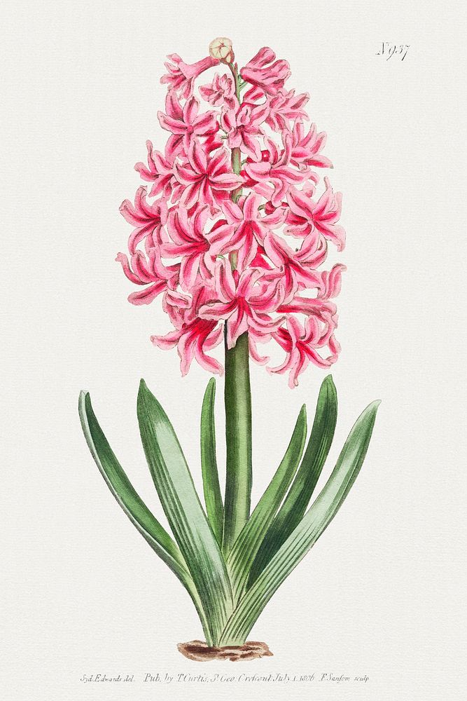 Vintage pink hyacinth flower illustration | Premium PSD - rawpixel