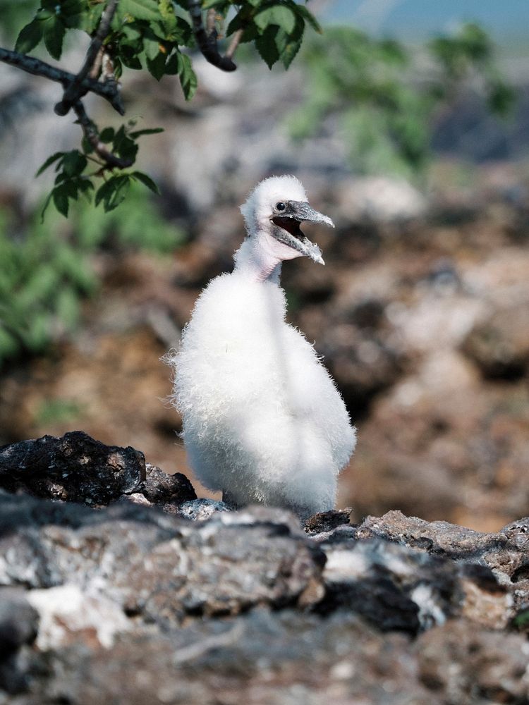 The Nazca booby chick on the Galápagos | Free Photo - rawpixel