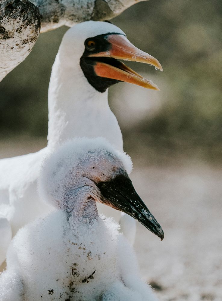 Adult and chick Nazca Boobies | Free Photo - rawpixel
