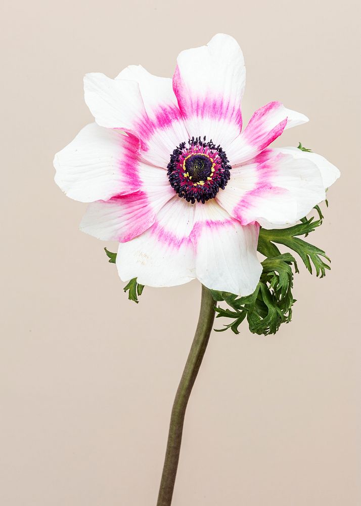 Blooming pink anemone flower | Premium Photo - rawpixel