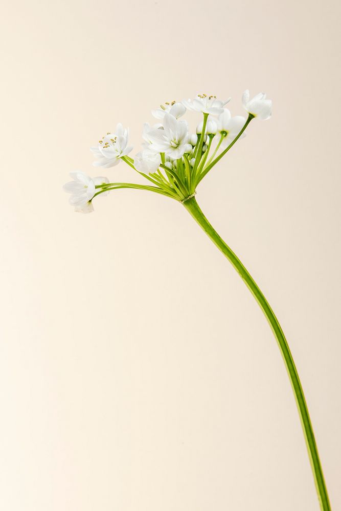 Natural white Allium Neapolitanum flower | Premium Photo - rawpixel