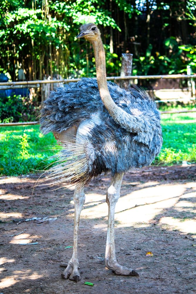 Greater Rhea Images | Free Photos, PNG Stickers, Wallpapers ...