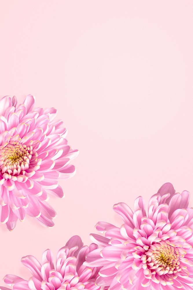 Cute chrysanthemum flower aesthetic border | Free Photo - rawpixel