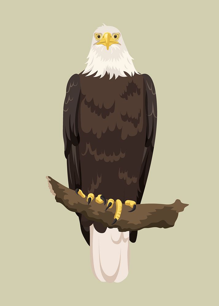 Bald eagle illustration, bird clipart, | Free Photo Illustration - rawpixel