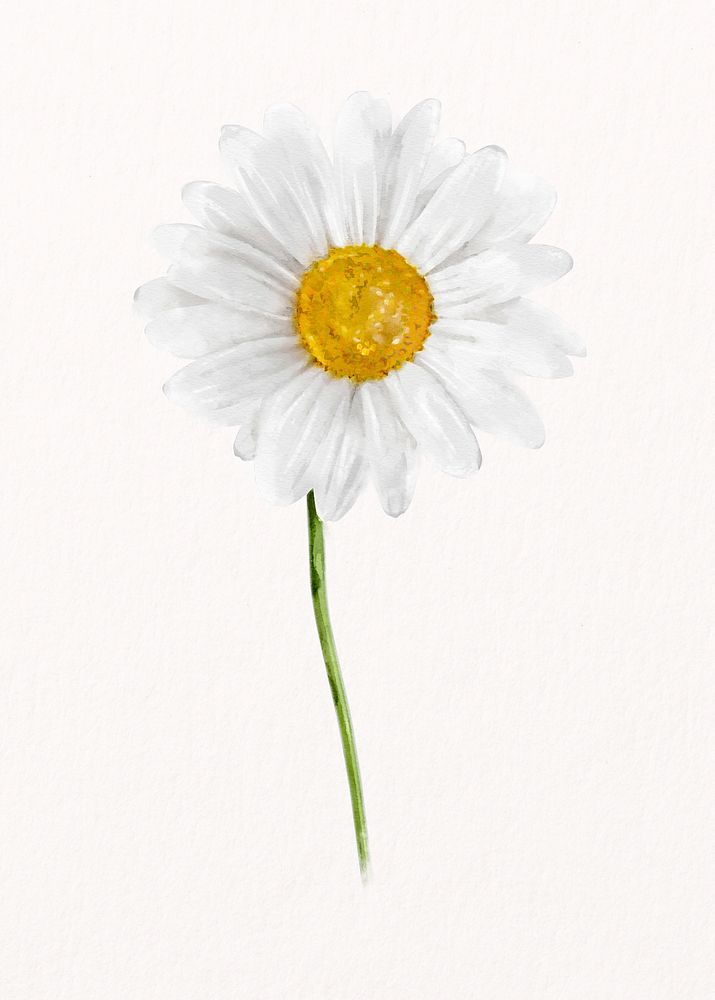 White watercolor daisy, flower collage | Premium PSD - rawpixel