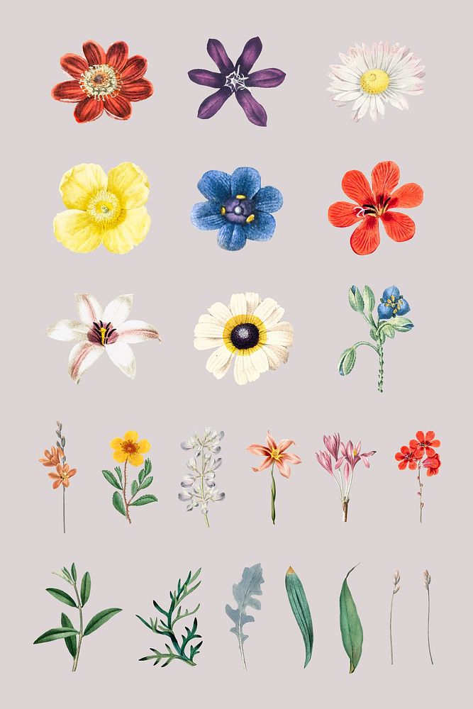 Floral design elements vector set | Premium Vector - rawpixel