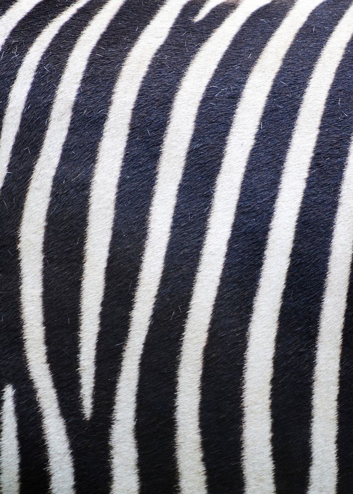 Zebra pattern, real texture, animal | Free Photo - rawpixel