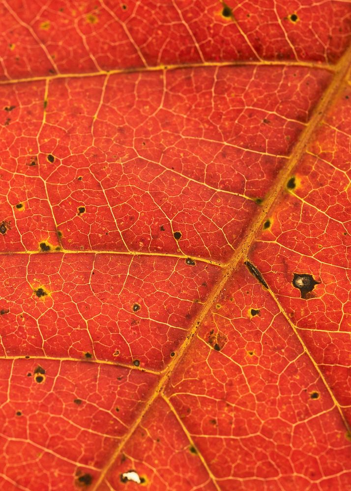 Red leaf texture, autumn background | Free Photo - rawpixel