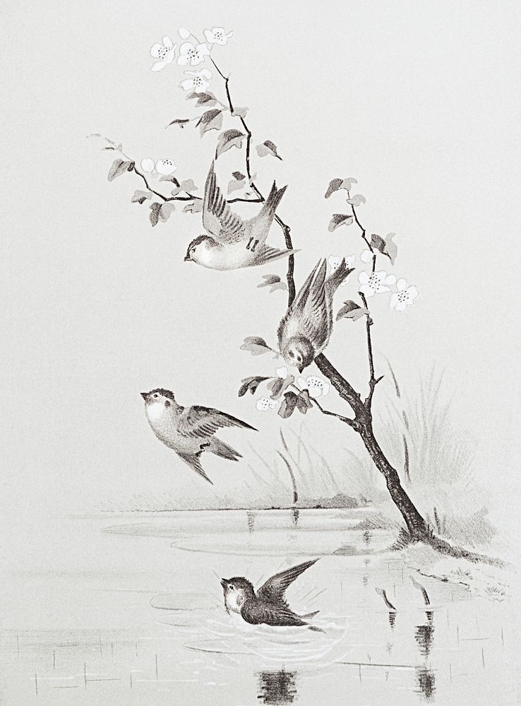 Birthday card depicting birds water | Free Photo Illustration - rawpixel