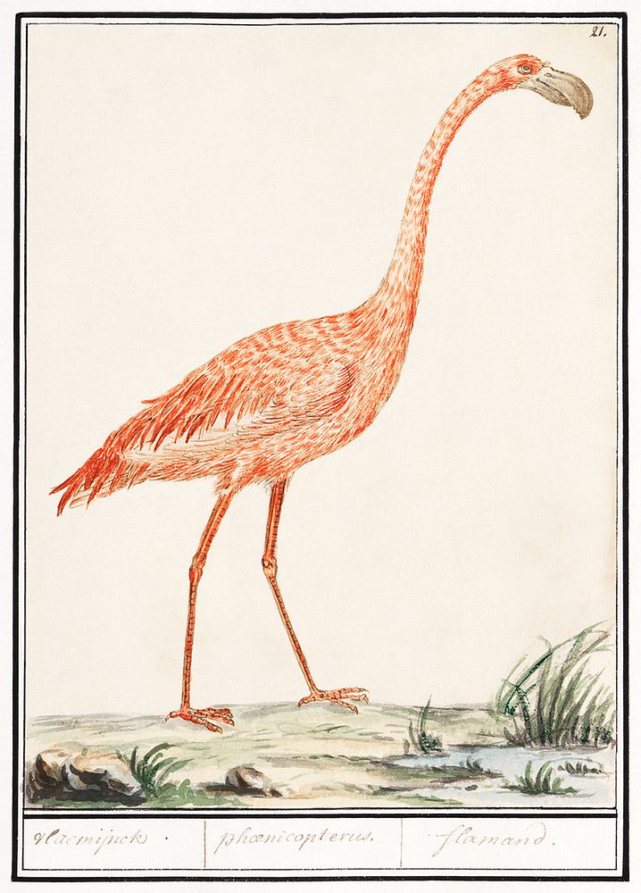 Common flamingo, Phoenicopterus roseus (1596–1610) | Free Photo ...