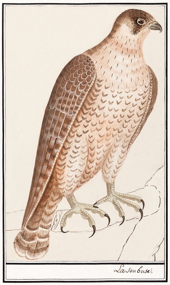 Saker Falcon (1596–1610) by Anselmus | Free Photo Illustration - rawpixel